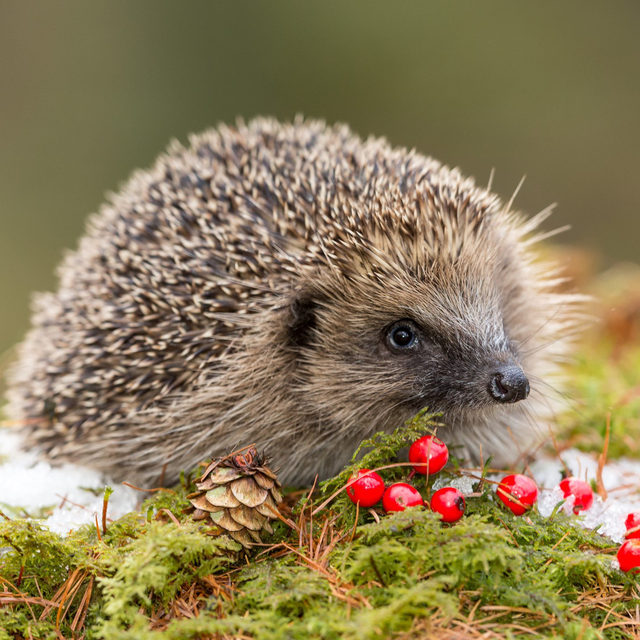 @countrylivinguk LikeShop