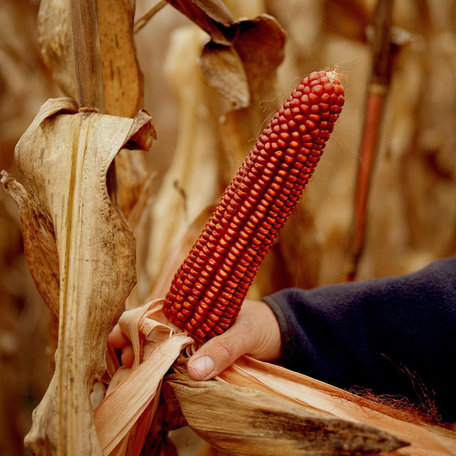 @voguemagazine LikeShop